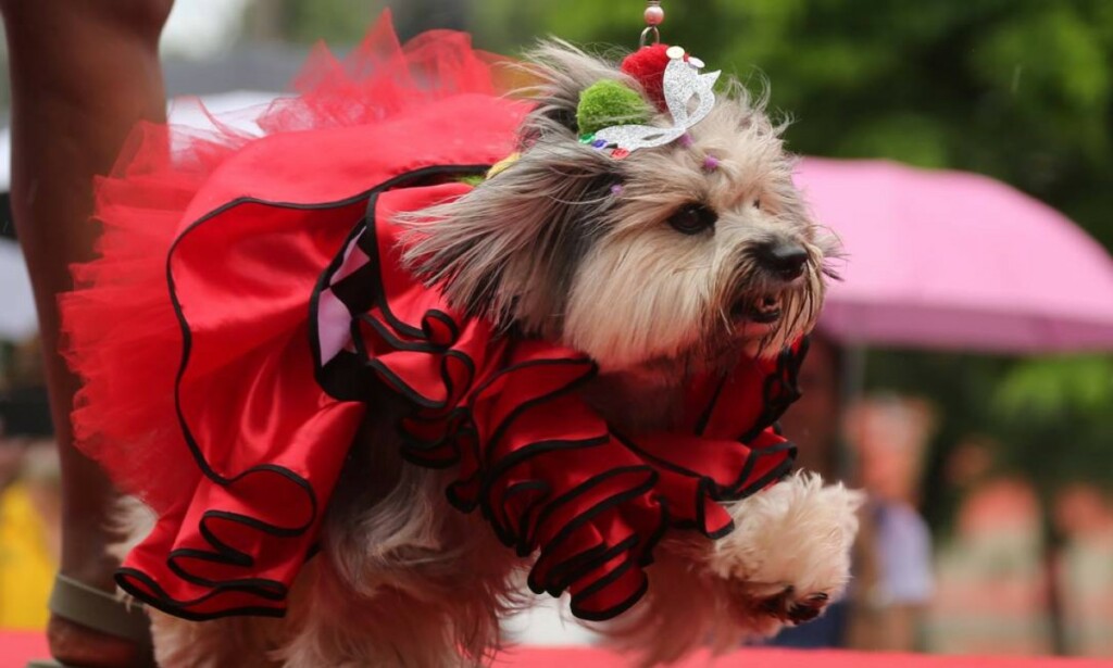 Carnaval pet: como aproveitar a folia com seu peludo