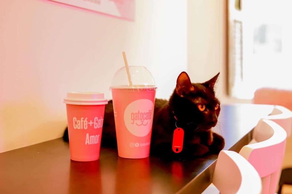 Cat Café: entenda sua origem