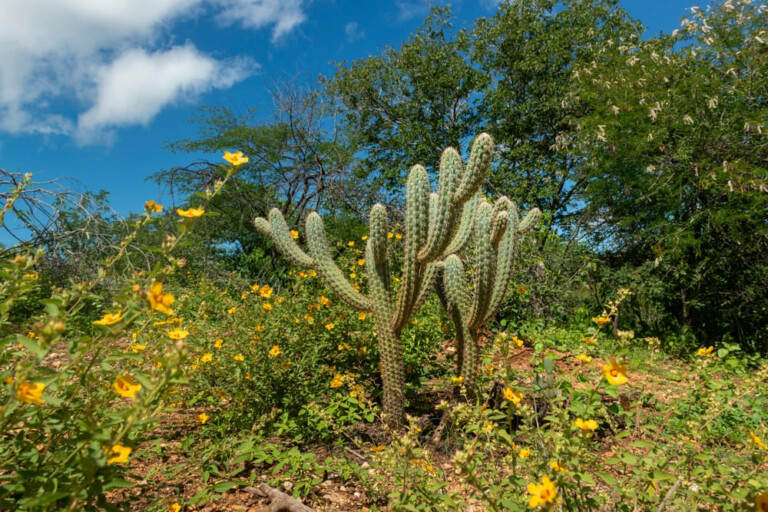 Dia Nacional da Caatinga: veja cinco lugares para conhecer o bioma 100% ...