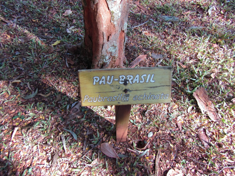 Onde encontrar o pau-brasil: veja destinos para contemplar a árvore ...